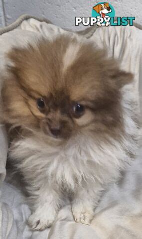 11 Pomeranian Puppies In Australia