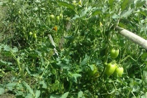 မင်းဘူး စကု မြို့နယ်၌ ခရမ်းချဉ်သီးဈေး မြင့်တက်လာ၍ တောင်သူများအဆင်ပြေ Information And Public