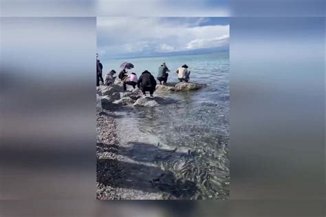 密集恐惧症慎入碧波荡漾的青海湖湟鱼密密麻麻 青海湖 恐惧症