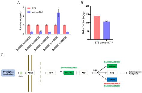 Ijms Free Full Text Zmnac17 Regulates Mesocotyl Elongation By Mediating Auxin And Ros