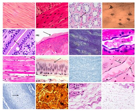 Histology Unit 1 Diagram Quizlet