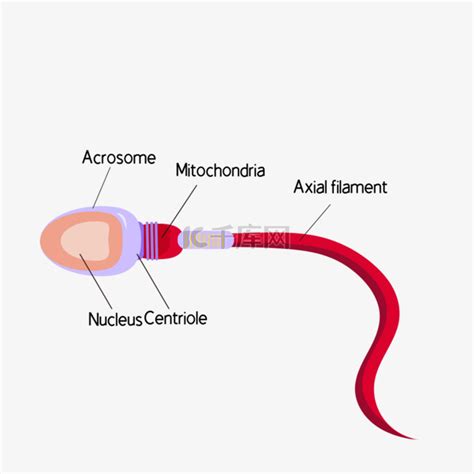 精子细胞结构素材图片免费下载 千库网
