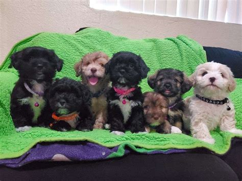 Maltese Mix