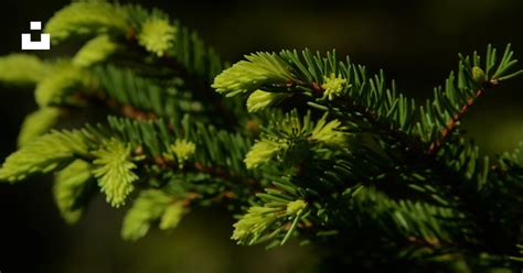 소나무 가지의 클로즈업 사진 Unsplash의 무료 녹색 이미지