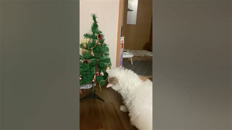 크리스마스트리를 처음 본 토끼 Youtube