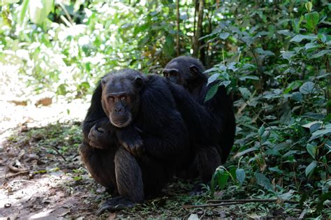 Nonhuman Primate Diversity Sapiens