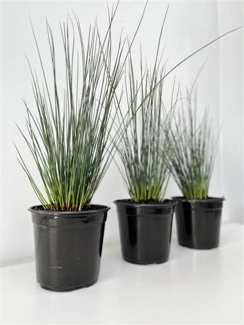 Juncus Blue Dart The Plant Store