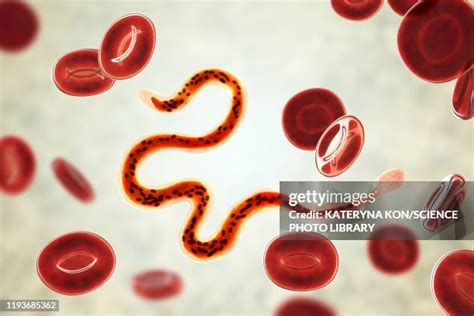 Brugia Malayi Parasitic Worm Illustration High Res Vector Graphic