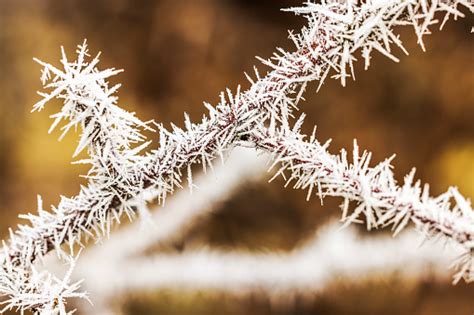 서리로 덮인 가시가 많은 나뭇가지와 날카로운 얼음 결정이 복잡한 겨울 패턴을 형성하는 모습을 클로즈업한 모습 0명에 대한 스톡
