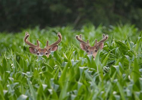 Corn Creepers Smithsonian Photo Contest Smithsonian Magazine