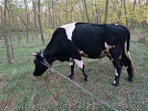 Продам корову и две тёлки