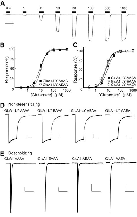 Figure 1 From Regulation Of Glua1 α Amino 3 Hydroxy 5 Methyl 4 Isoxazolepropionic Acid Receptor