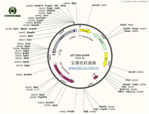 大肠杆菌表面展示载体，t7启动子，兼容bl21（de3）宿主菌，pgsa铆定蛋白 诱导型质粒表达 大肠杆菌重组表达菌株 重组表达菌株构建 宝赛质粒菌株公司
