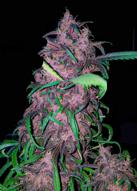 Lsd Auto Fastflowering Strain Info Lsd Auto Fastflowering Weed By