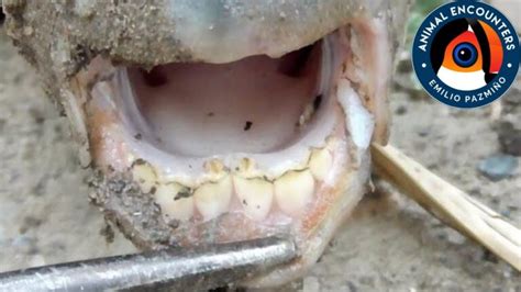 Anatomía Dental De Los Peces ¿cómo Son Sus Dientes Gsob