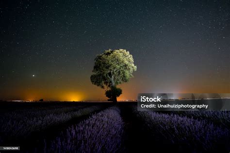 별이 빛나는 하늘이있는 아름다운 여름 나무가있는 라벤더 밭의 은하수 길 꽃 식물에 대한 스톡 사진 및 기타 이미지 꽃 식물 밤 하루 시간대 초원 Istock