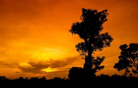 Premium Photo Beautiful Orange Sky At Sunset With Tree Silhouettes