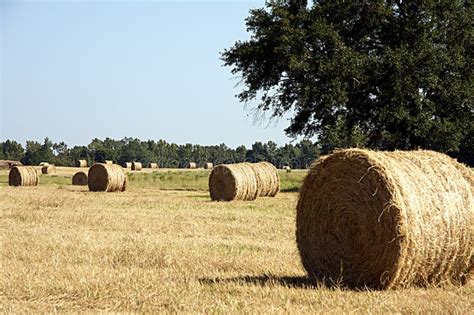 Round Hay Bale In Field Stock Image Image Of Horizontal 6592389