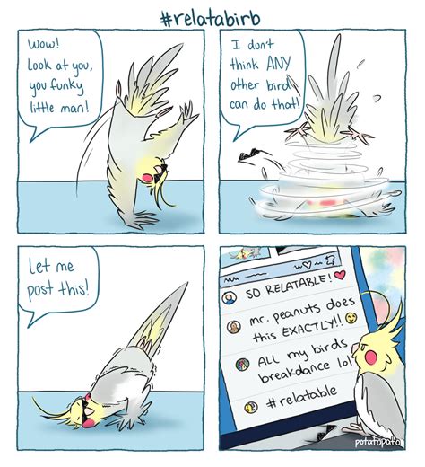 13 Cockatiel Ideas Cockatiel Pet Birds Cute Birds