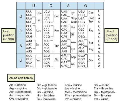 Genetic Code Principle Features And Discovery Biology Blog