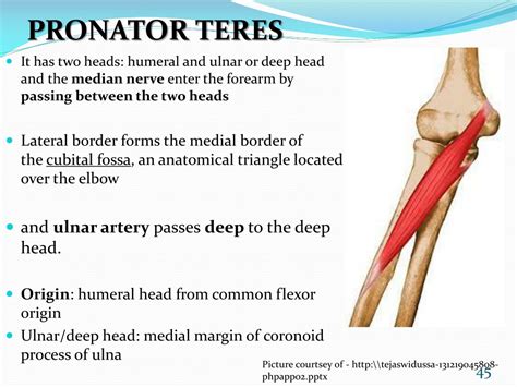 Ppt Bone Classification And Features Overview Powerpoint Presentation