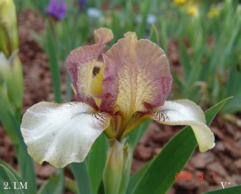 Hee Haw Historic Iris Preservation Society