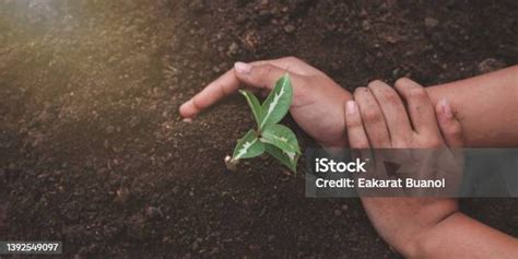 작은 소년의 손은 묘목을 심는 나무의 손에 녹색 묘목 지구의 날을 들고 지구 온난화를 줄입니다 세계 개념을 사랑해요 심기에 대한 스톡 사진 및 기타 이미지 Istock