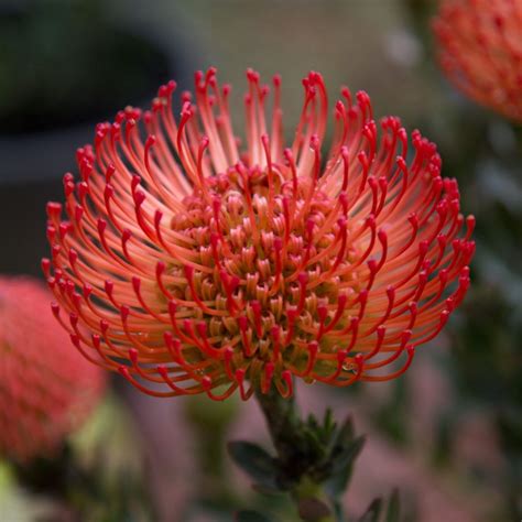 Leucospermum Cordifolium Four Seasons Nursery