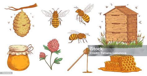 손으로 그린 꿀벌 양 봉 조각 꿀벌 벌집과 빈티지 양 봉 농장 벡터 일러스트 레이 션 세트 드로잉에 대한 스톡 벡터 아트 및 기타 이미지 Istock