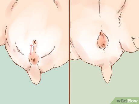 3 Ways To Sex A Hamster WikiHow