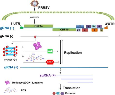 Unfolding Of An Rna G Quadruplex Motif In The Negative Strand Genome Of Porcine Reproductive And