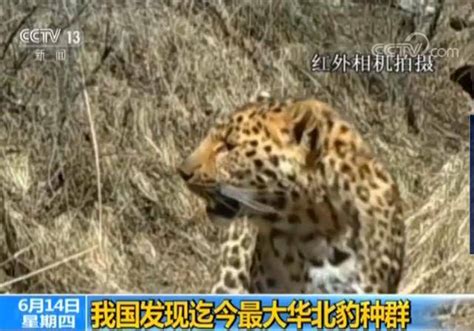我国发现迄今最大华北豹种群 黄土高原生态好转