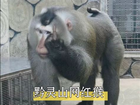 贵阳黔灵山网红猴，每一个动作都那么迷人。 新奇特动物园 新奇特动物园 哔哩哔哩视频