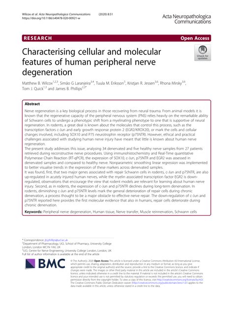 Pdf Characterising Cellular And Molecular Features Of Human Peripheral Nerve Degeneration