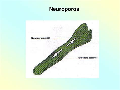 Ppt Plegamiento Embrionario Powerpoint Presentation Id157507