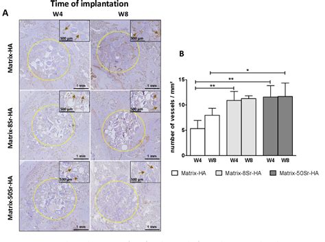 Figure 5 From Bone Regeneration In Small And Large Segmental Bone Defect Models After