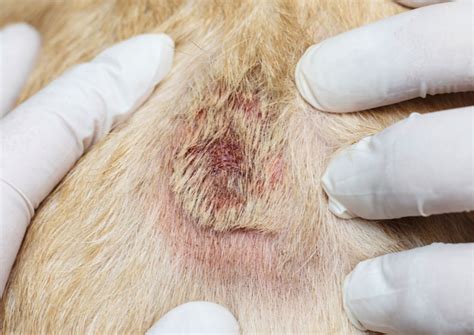 Es Un Tumor Cerebral Doloroso Para Un Perro