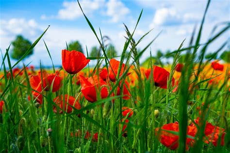 양귀비 옥수수 밭 Pixabay의 무료 사진