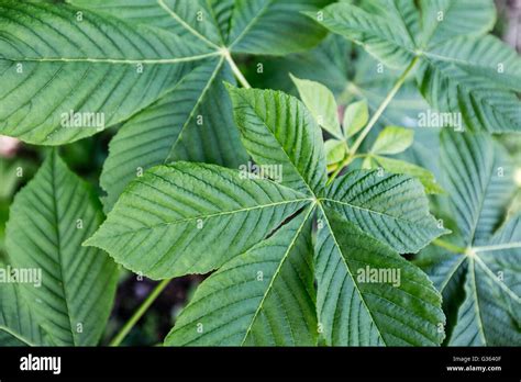 American Chestnut Tree Leaf