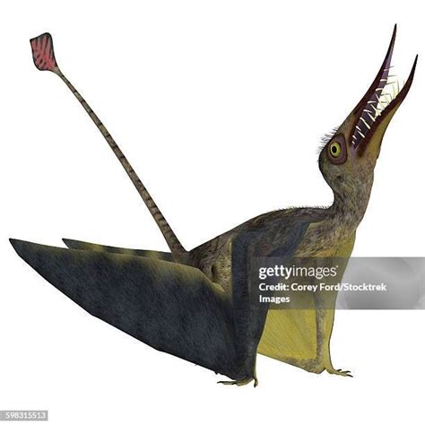 Rhamphorhynchus