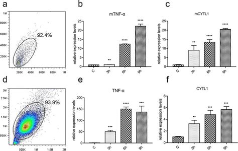 The Expression Of Cytl1 Was Upregulated Upon Inflammatory Stimuli A