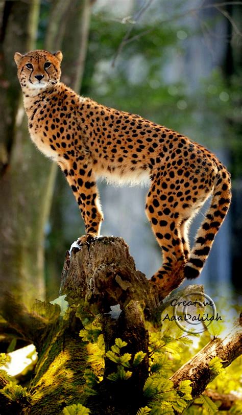 Una Chita Posando Animales De Africa Animales Interesantes Felinos