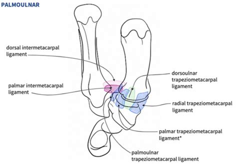 Anat30007 Mst 1 Ligaments Flashcards Quizlet