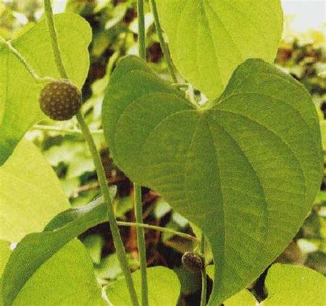 黄独 中国灭鼠植物 医学