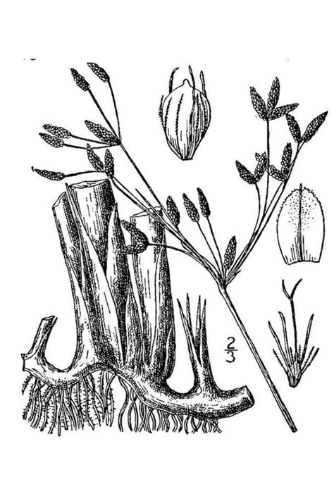 Hard And Soft Stemmed Bulrush The Muddied Hearty Roots Eat The Planet