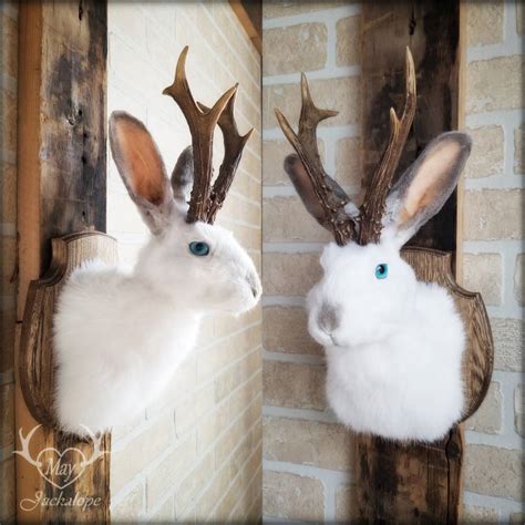 Jackalope Taxidermy By May Jackalope On Deviantart