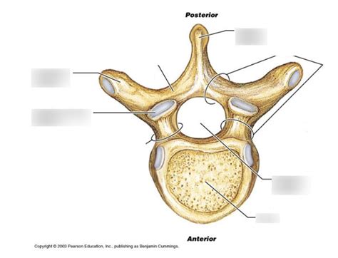 Bio 171 General Vertebrae Diagram Diagram Quizlet