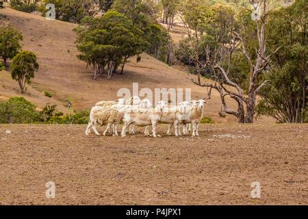 Dorper Sheep Shedding Their Wool In The Upper Hunter Valley Nsw