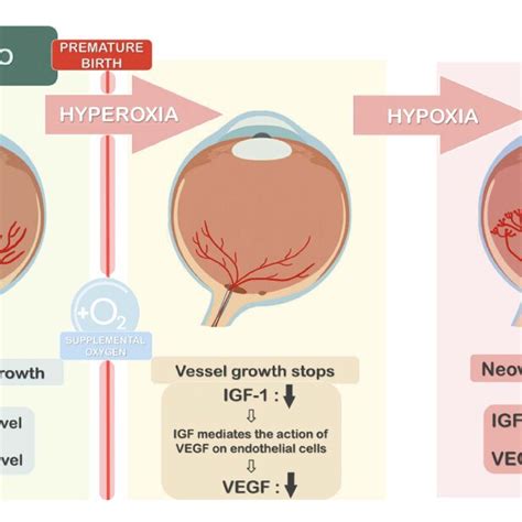 Schematic Representation Of The Interaction Between Oxygen Igf 1 Vegf
