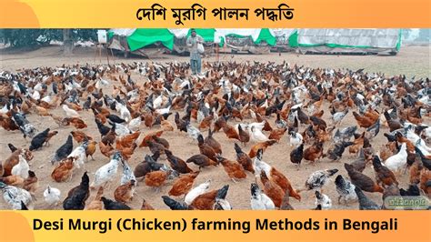 দেশি মুরগি পালন পদ্ধতি Desi Murgi Farming Methods In Bengali